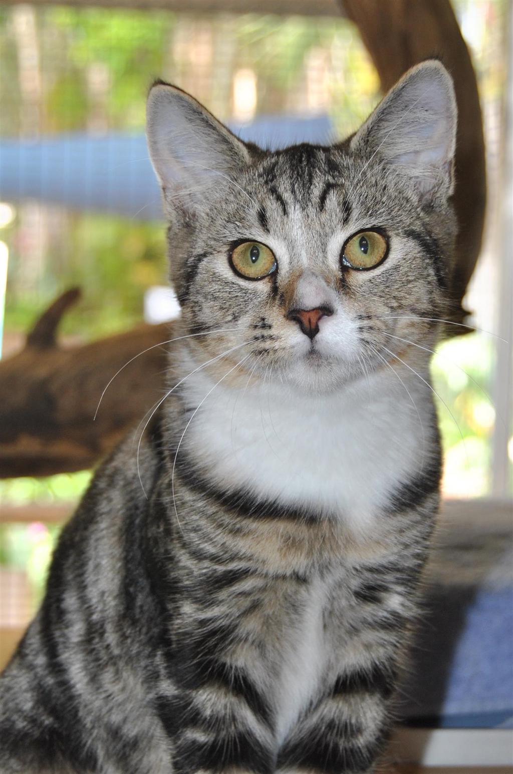 Timmy - Male Manx Mix Cat in QLD - PetRescue