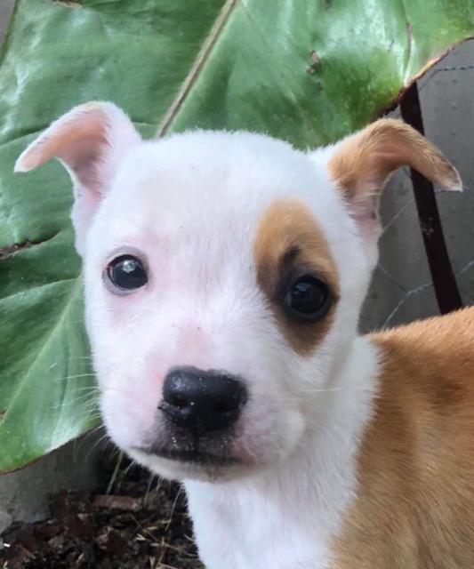 Orange - Small Male Kelpie x American Staffordshire Bull Terrier Mix ...