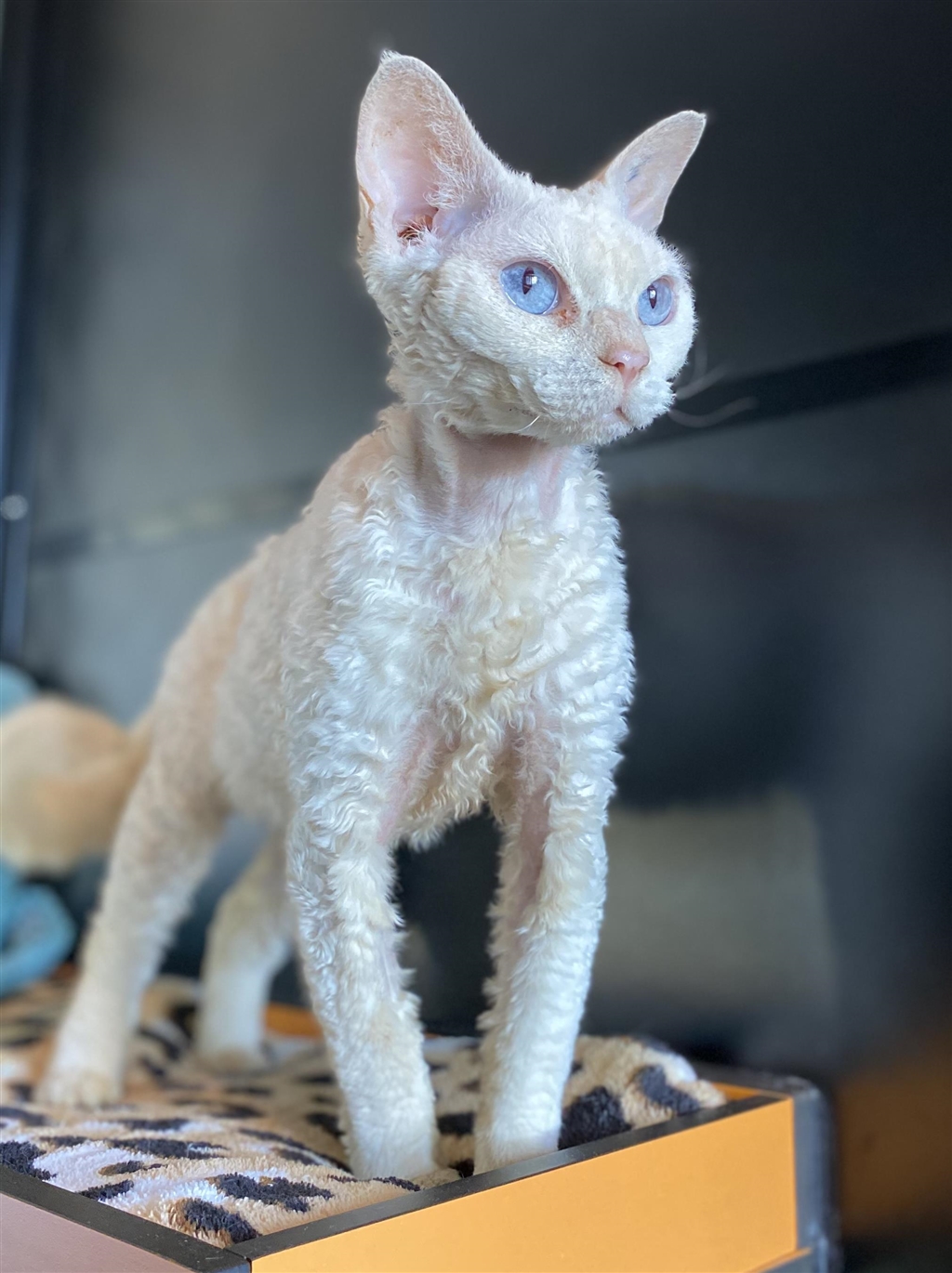 Lil' Luna Lamb - Female Devon Rex Mix Cat in QLD - PetRescue