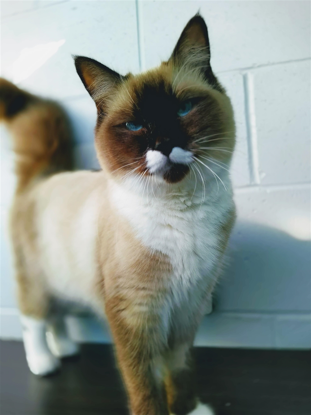 Callie - Female Birman Mix Cat in QLD - PetRescue
