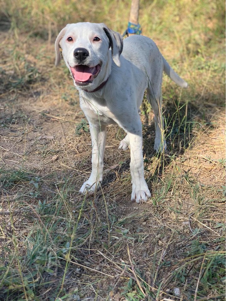 Agatha - Medium Female Boxer x Border Collie Dog in QLD - PetRescue
