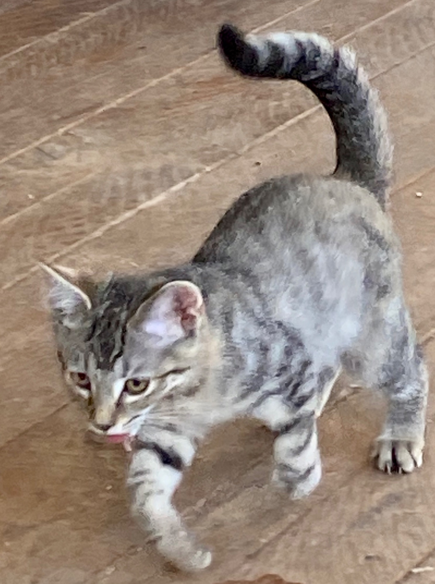 Tiny - Female Domestic Short Hair Cat in NSW - PetRescue