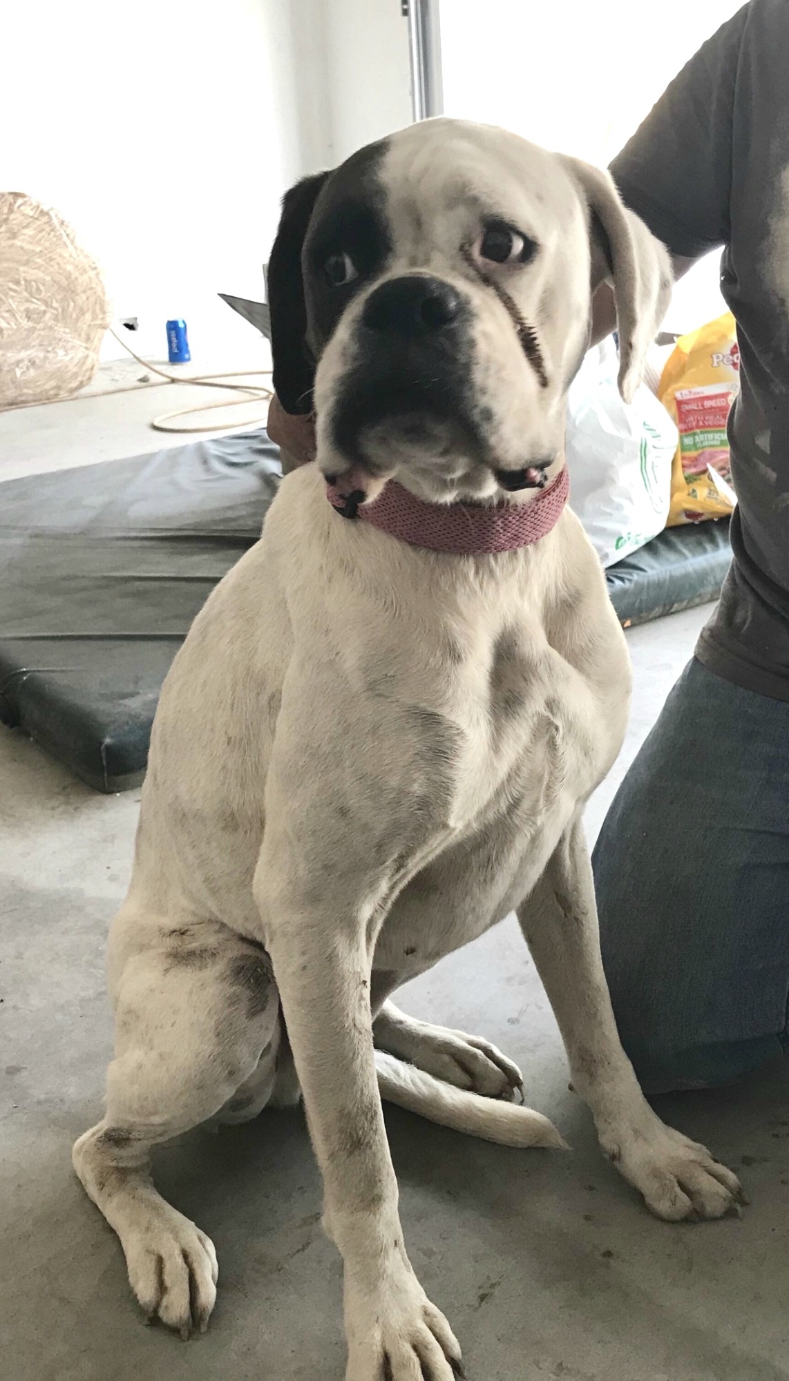 Frazer - Medium Male Boxer Dog in QLD - PetRescue