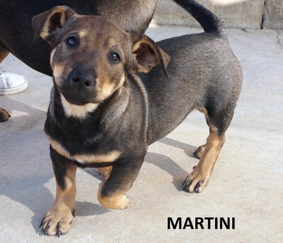 Martini - Medium Female Cross breed Dog in WA - PetRescue