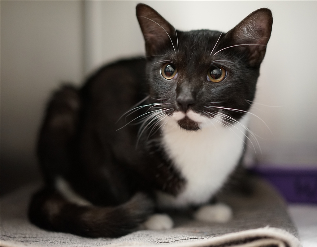 Rambo - Male Domestic Short Hair Mix Cat in QLD - PetRescue
