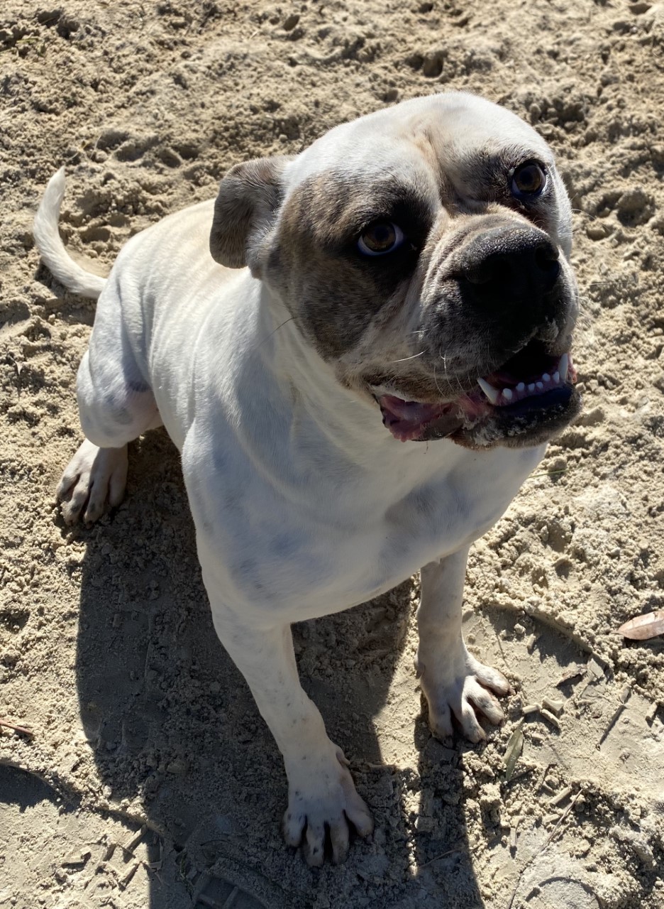 Bronson - Large Male American Bulldog Mix Dog in VIC - PetRescue