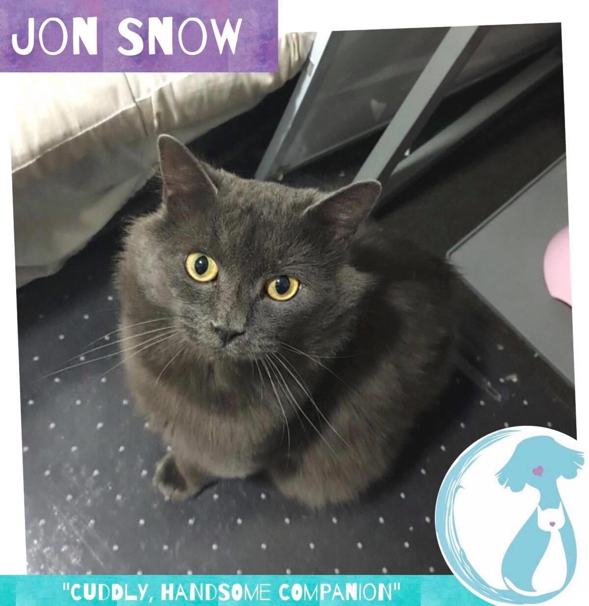 Jon Snow - Male Manx x Russian Blue Cat in QLD - PetRescue