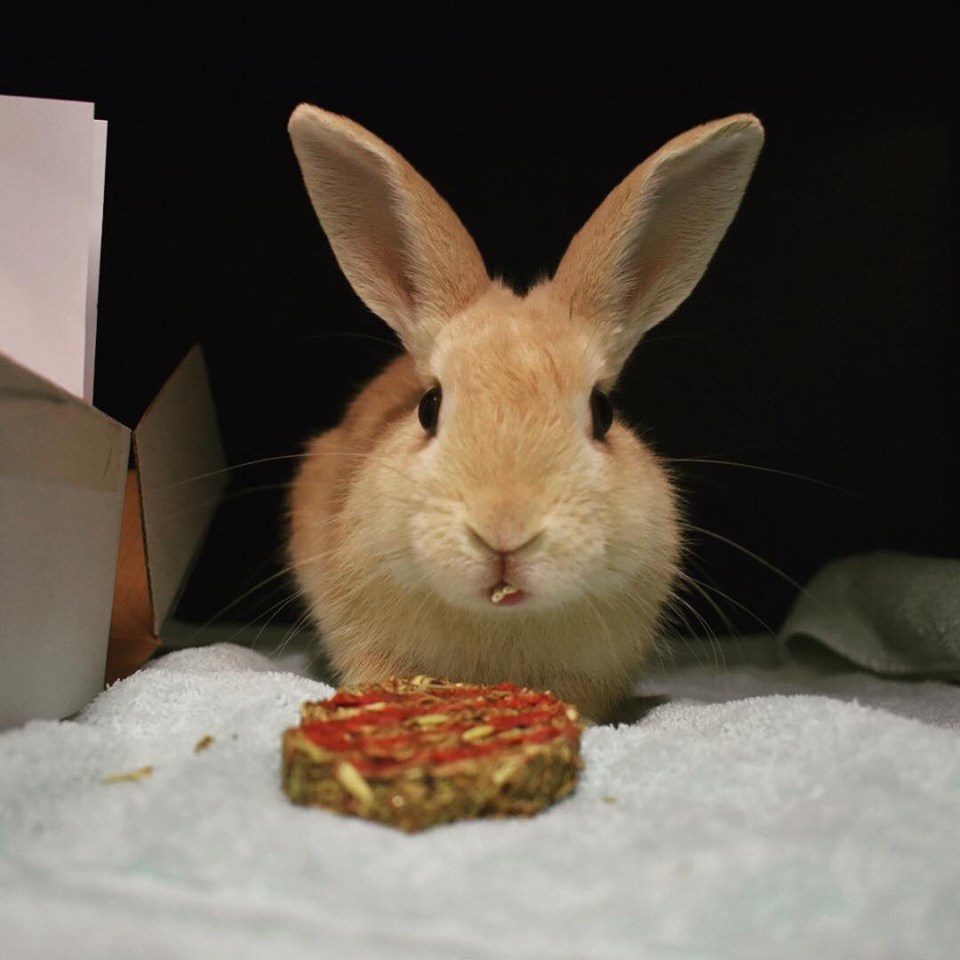 Squirrel - Male Netherland Dwarf Mix Rabbit in WA - PetRescue