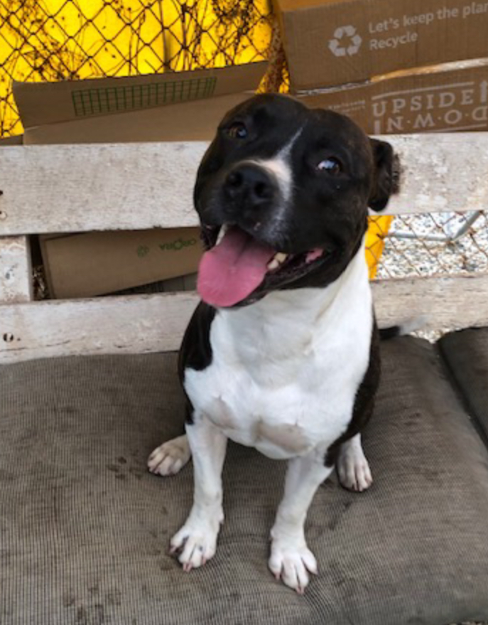 Dodge - Medium Male Staffy x Cross breed Dog in WA - PetRescue