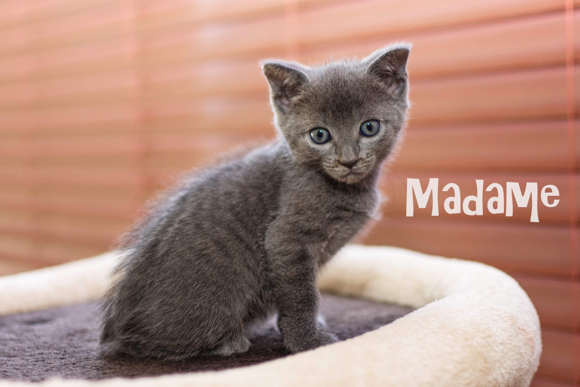 Madame - Female Manx Mix Cat in QLD - PetRescue