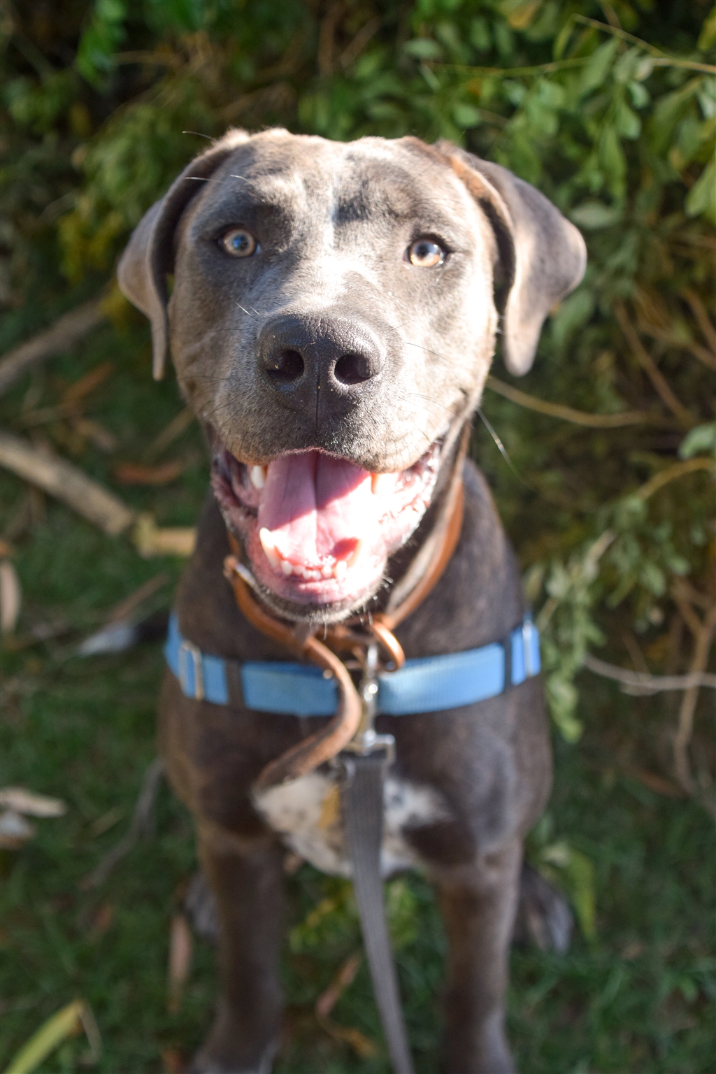 Kobe - Large Male Australian Bandog Mix Dog in QLD - PetRescue