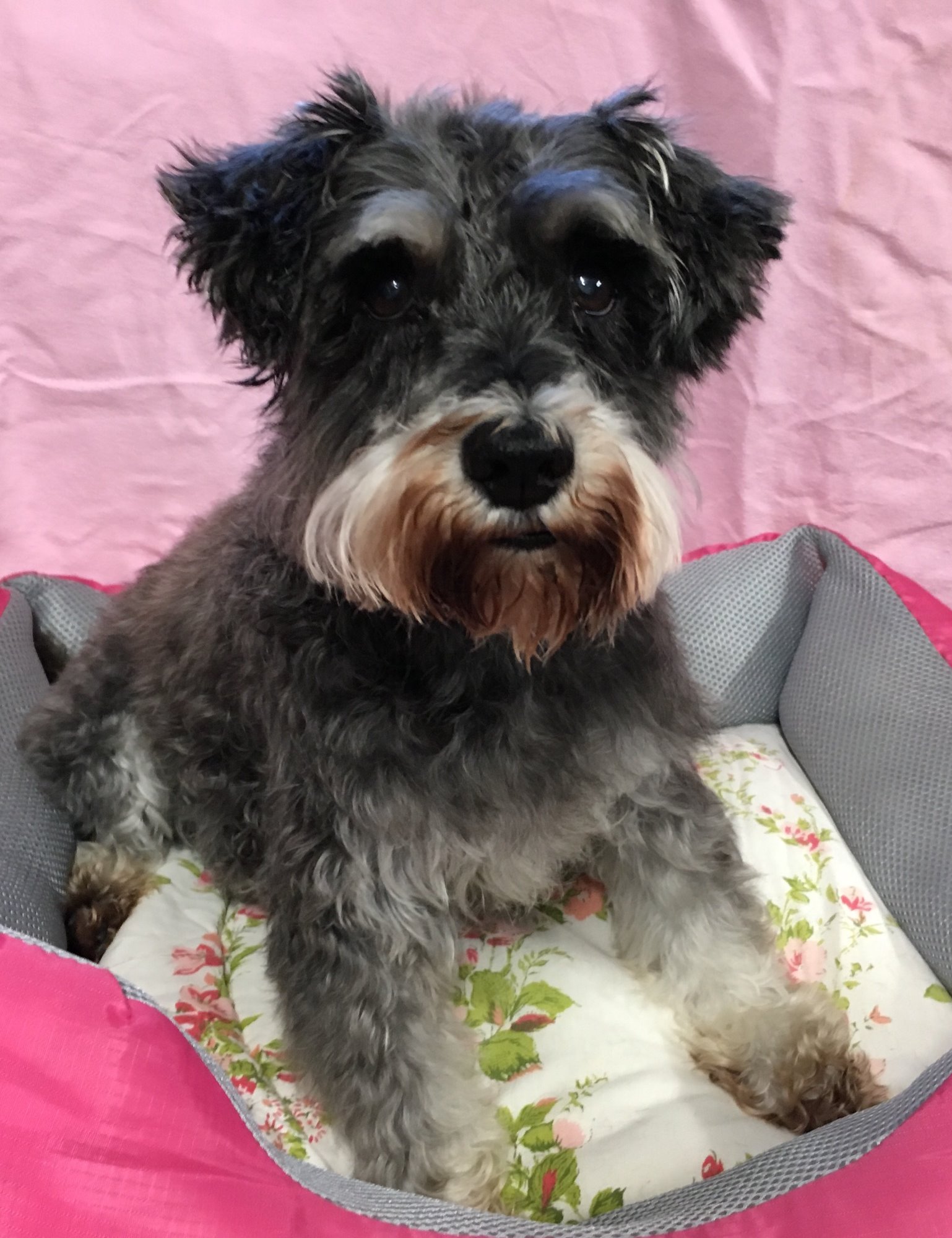 Mae - Small Female Schnauzer, Miniature Dog in NSW - PetRescue