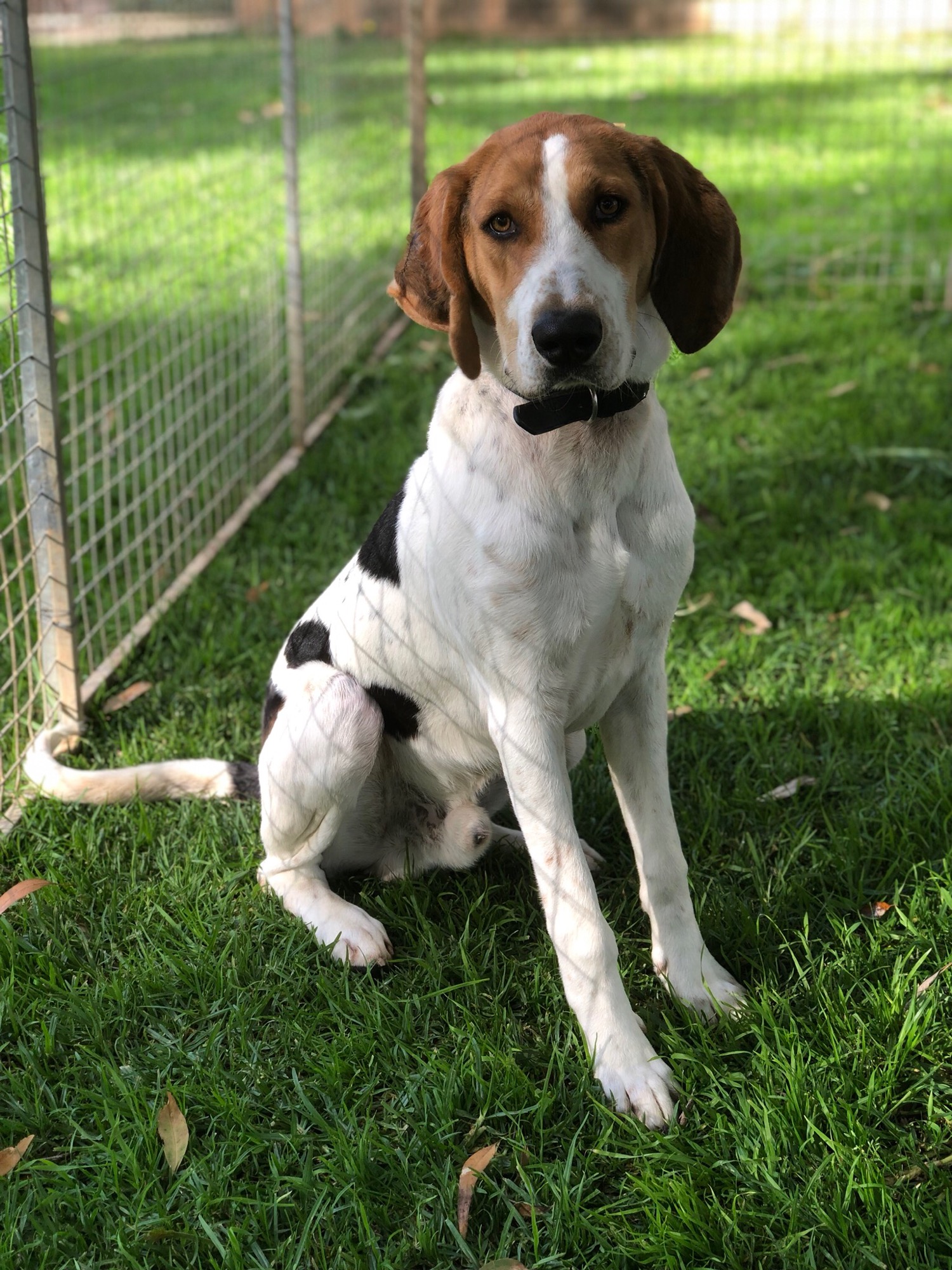 Coby - Large Male Foxhound Dog in NSW - PetRescue