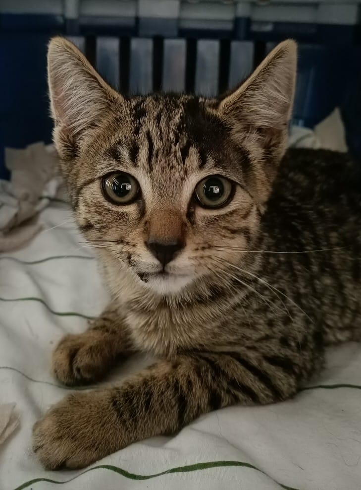 Albert - Male Abyssinian Cat in QLD - PetRescue