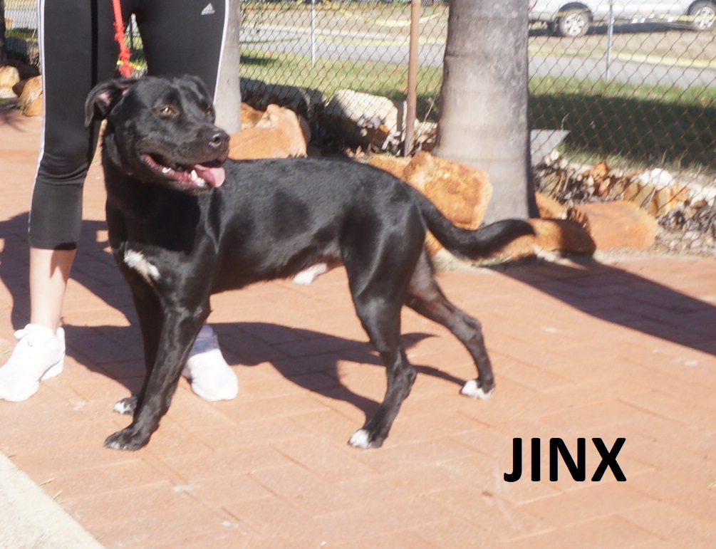 Jinx - Medium Male Staffy x Labrador Dog in WA - PetRescue