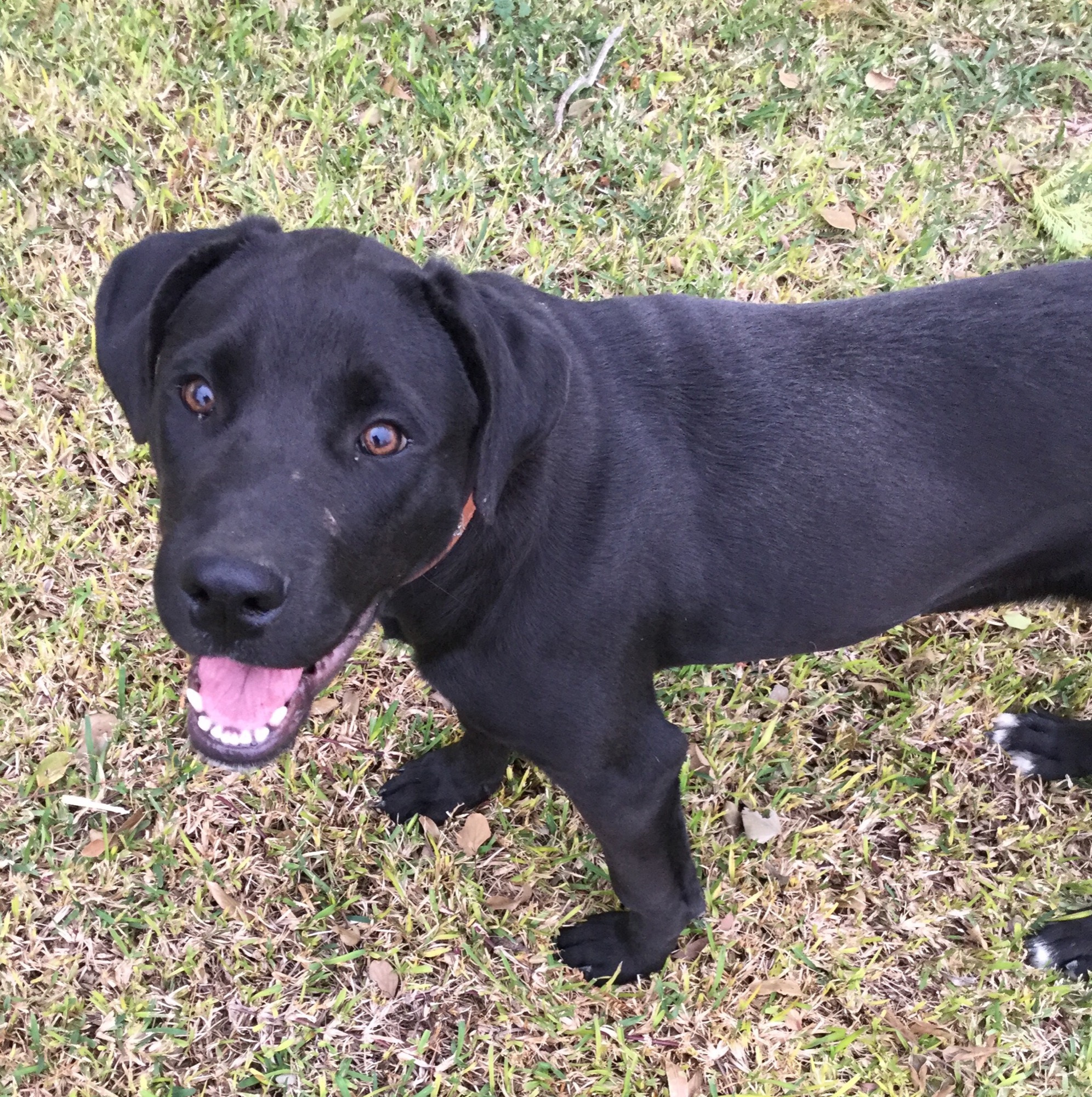 Wally - Large Male Labrador Mix Dog in NSW - PetRescue