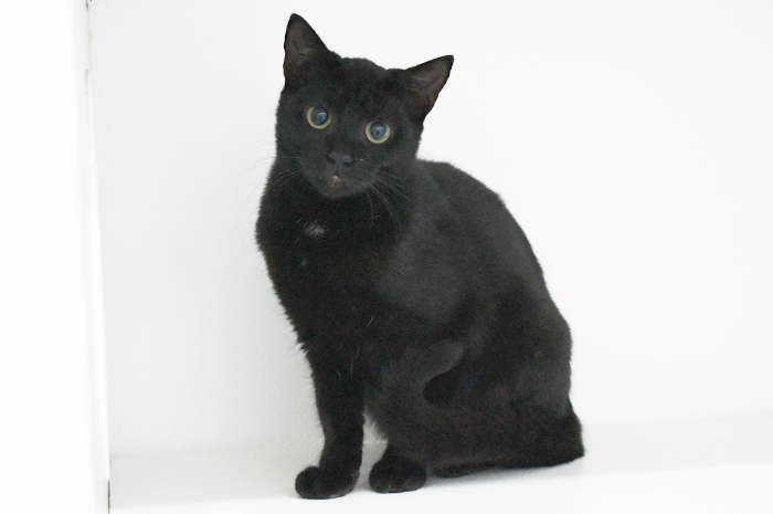 Anthea 8485 Campbelltown ACF - Female Domestic Short Hair Cat in NSW ...