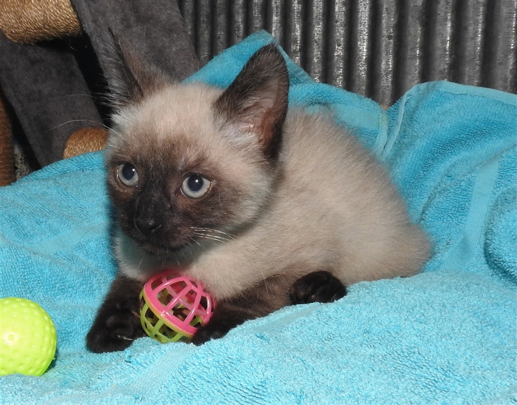 Mulder - Male Ragdoll x Siamese Mix Cat in QLD - PetRescue