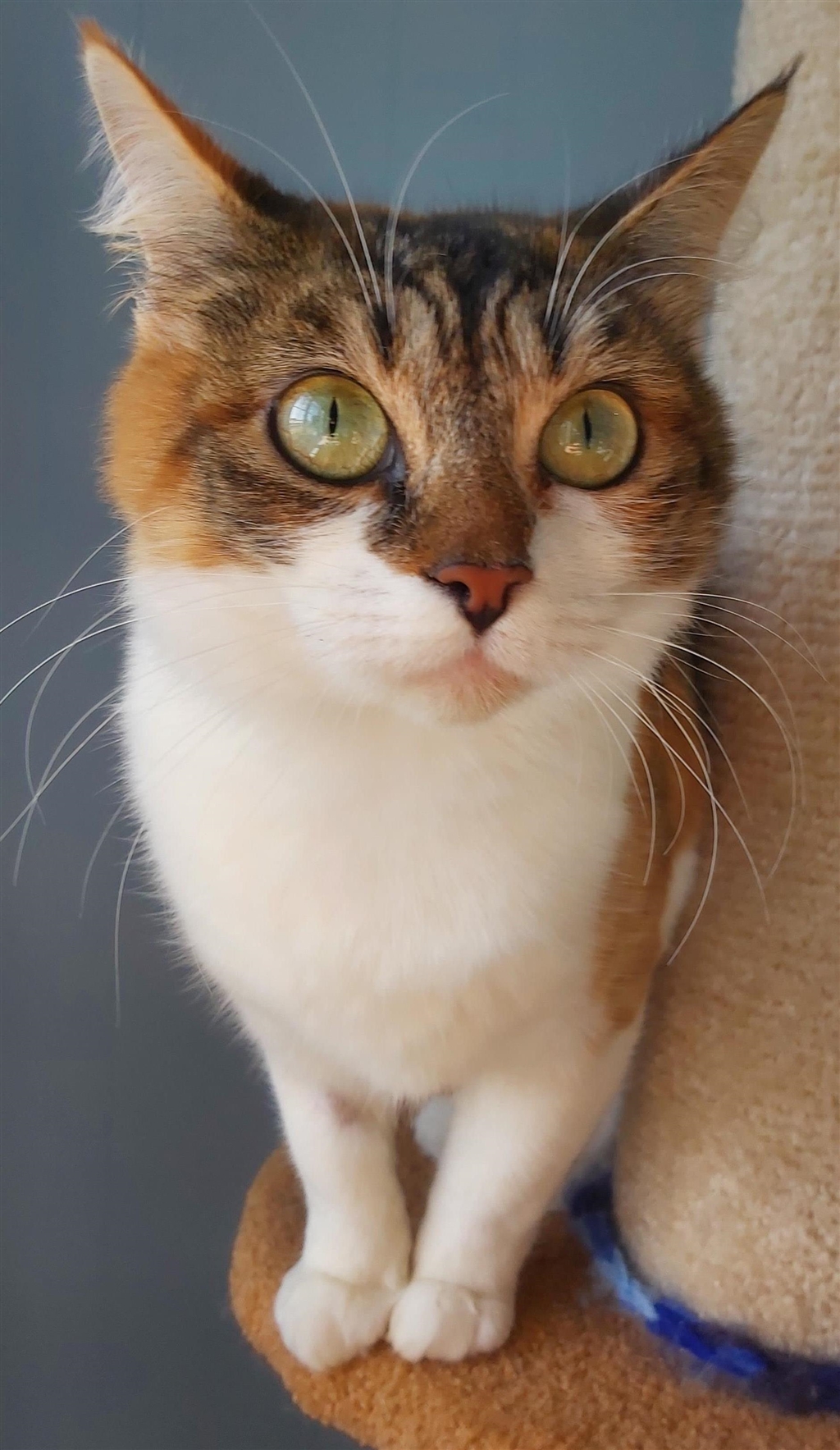 Kittey - Female Domestic Short Hair Mix Cat in SA - PetRescue
