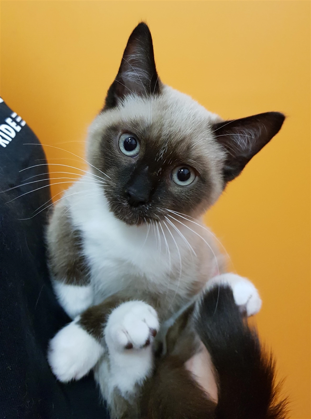 Oscar - Male Layanese Mix Cat in QLD - PetRescue