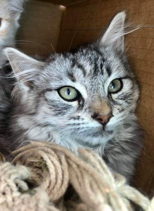 Arabella - Female Domestic Medium Hair Cat in NSW - PetRescue