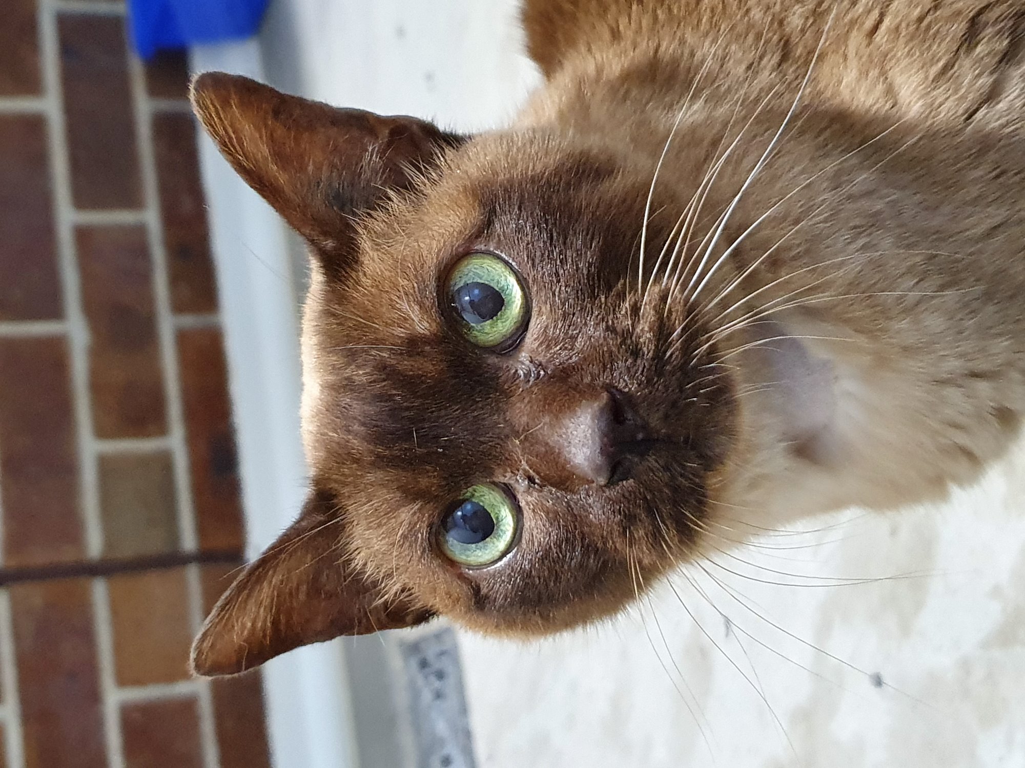 Jenny - Female Burmese Mix Cat in VIC - PetRescue