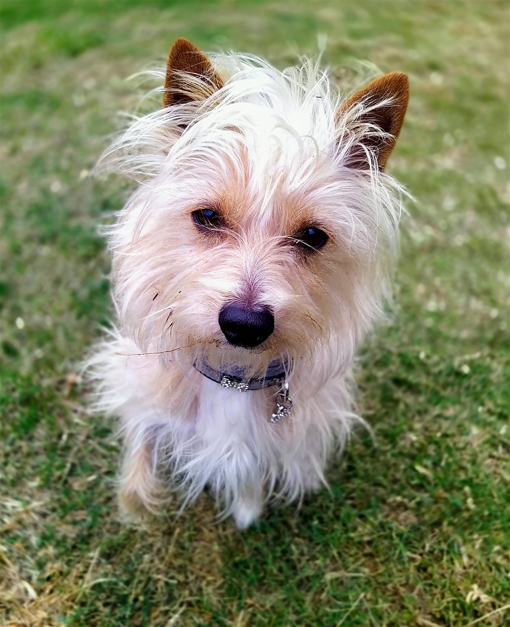 Weenie Guy - Small Male Australian Silky Terrier Mix Dog in QLD - PetRescue