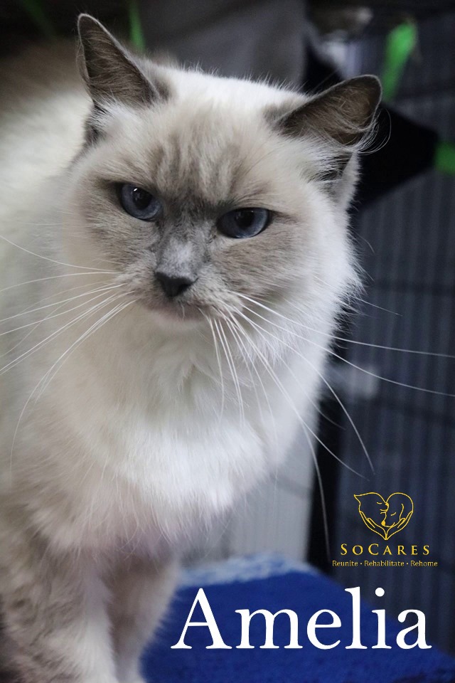 Amelia - Female Birman Mix Cat in NSW - PetRescue