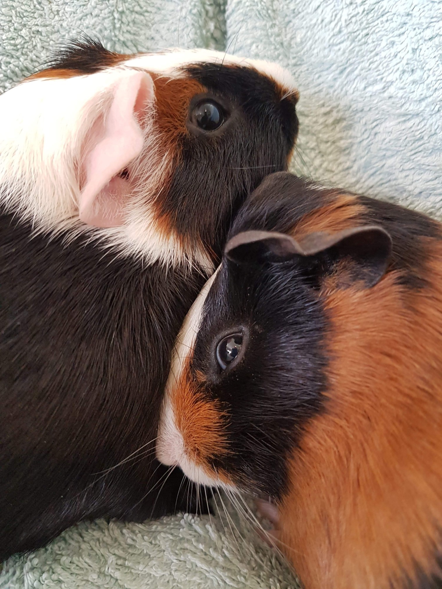 Rookie and Sargent - Male Short-hair Guinea Pig Mix Guinea Pig in NSW ...