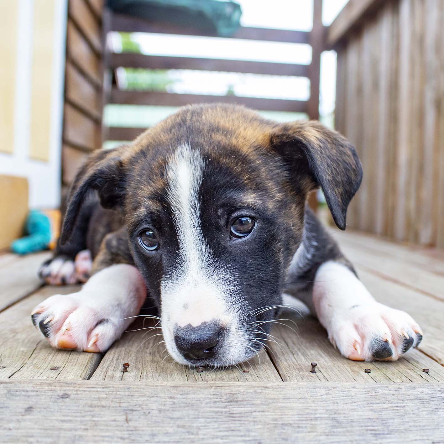 Lacey ~ Staffy x Lab puppy (On Trial 13/6/20) - Medium Female Staffy x ...