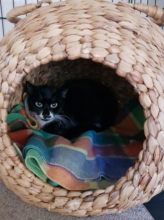 2nd Chance Cat Rescue - PetRescue 2nd Chance Cat Rescue - PetRescue
