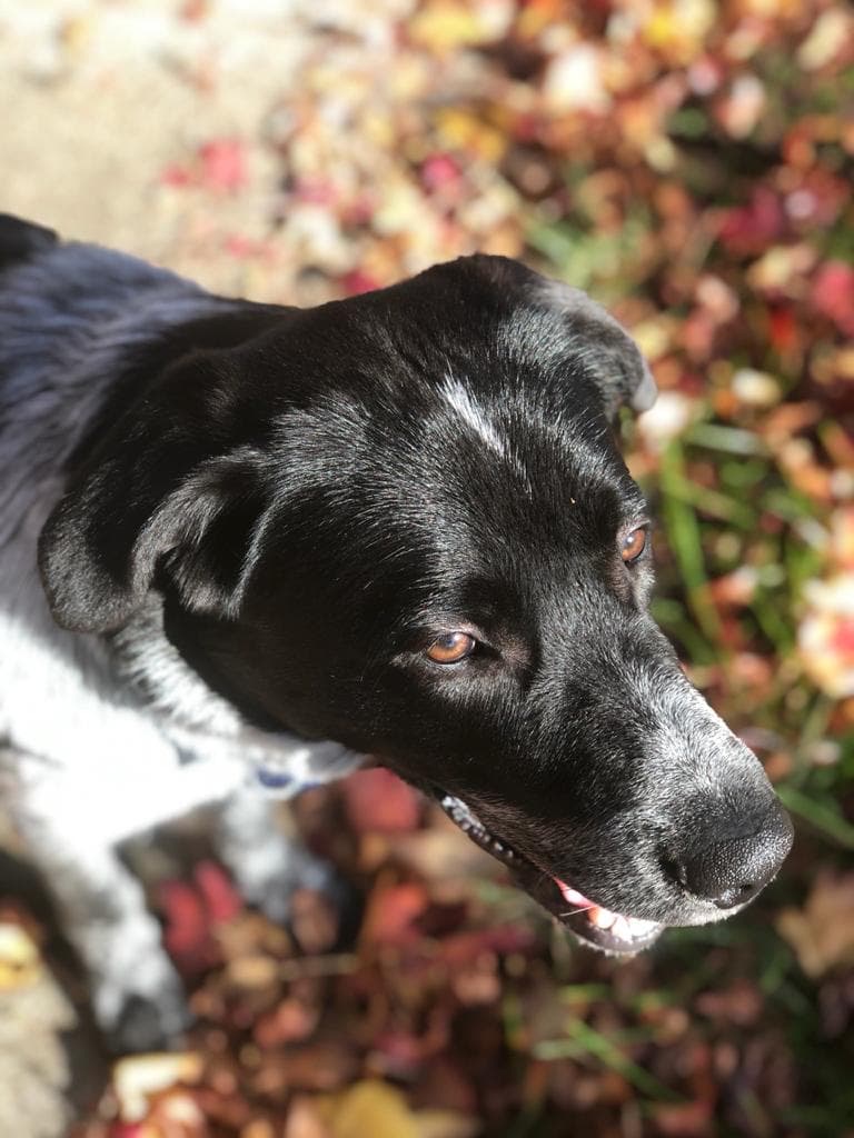 Teddy - Large Male Maremma Sheepdog x Australian Cattle Dog x Labrador ...