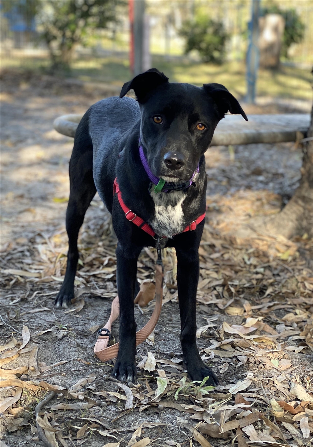 Lana - Medium Female Border Collie x Rottweiler Mix Dog in QLD - PetRescue