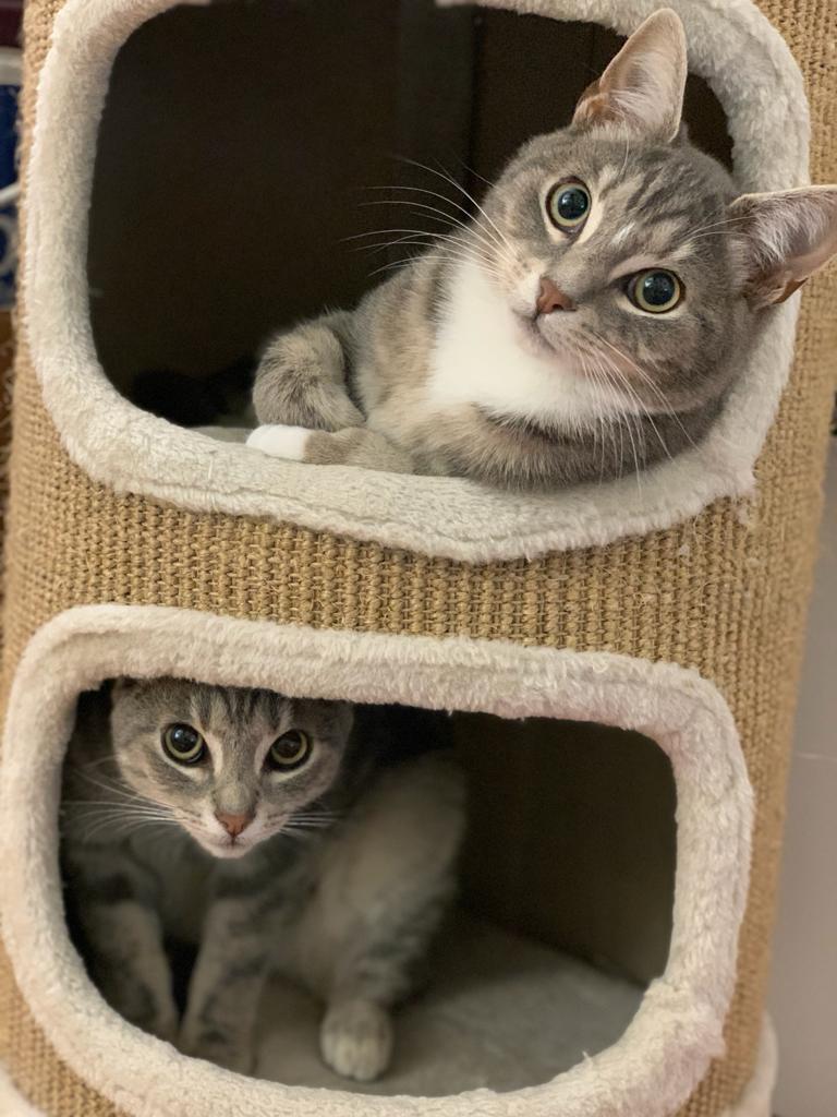 Pixie & Polly - Female Domestic Short Hair Cat in NSW - PetRescue