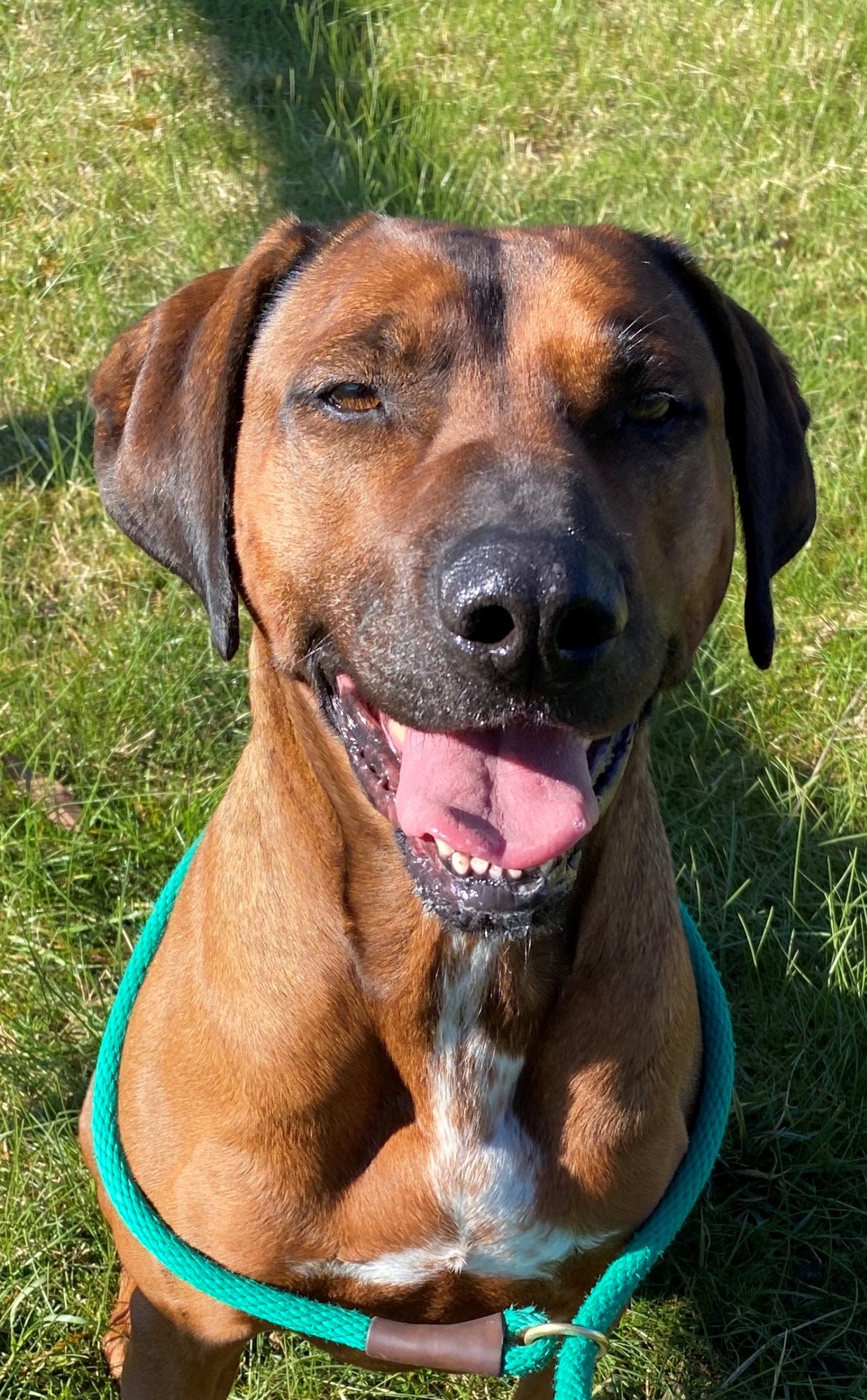 Steel - Large Female Rhodesian Ridgeback Mix Dog in VIC - PetRescue