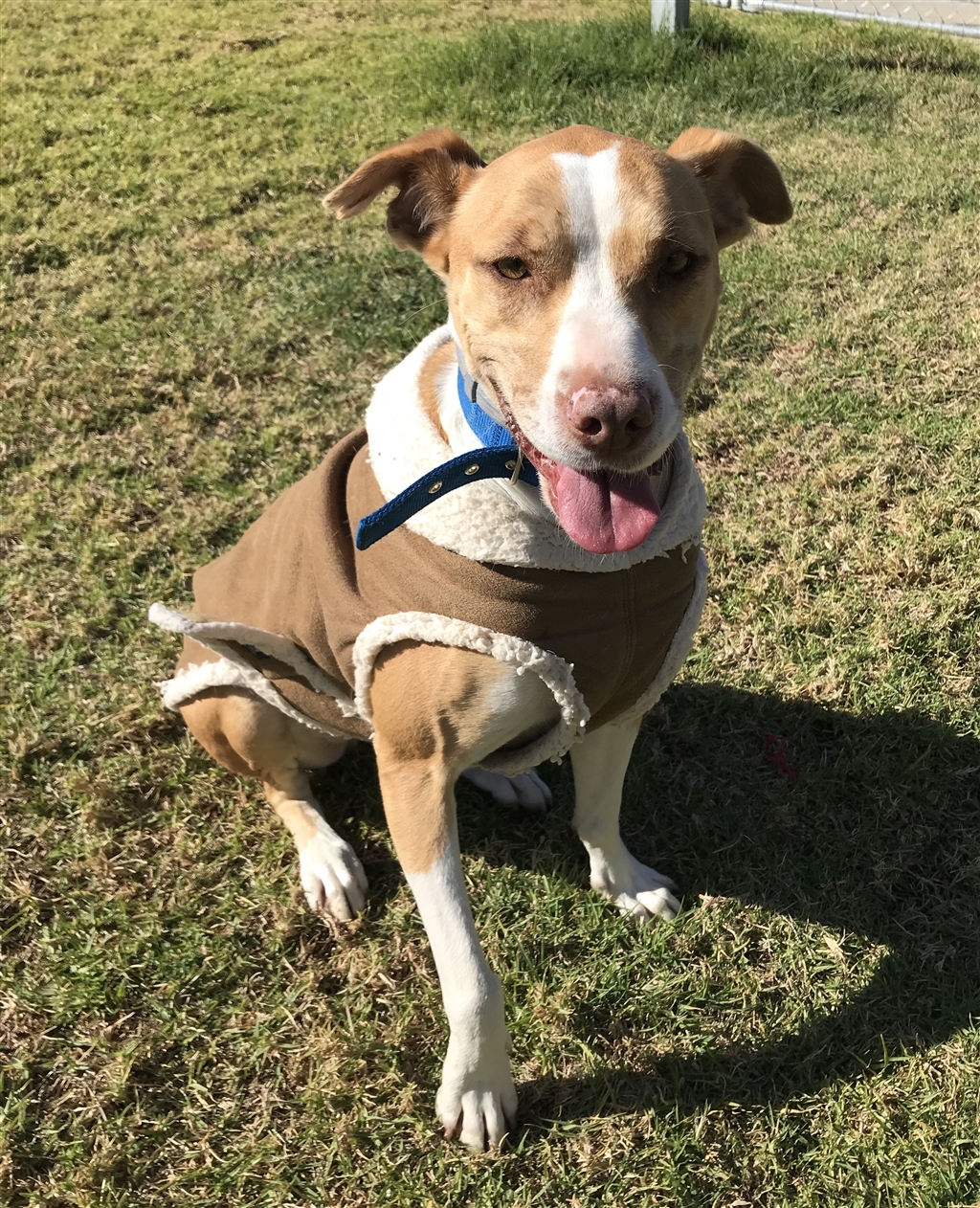 Lilly - Medium Female Boxer x American Staffordshire Bull Terrier Mix ...