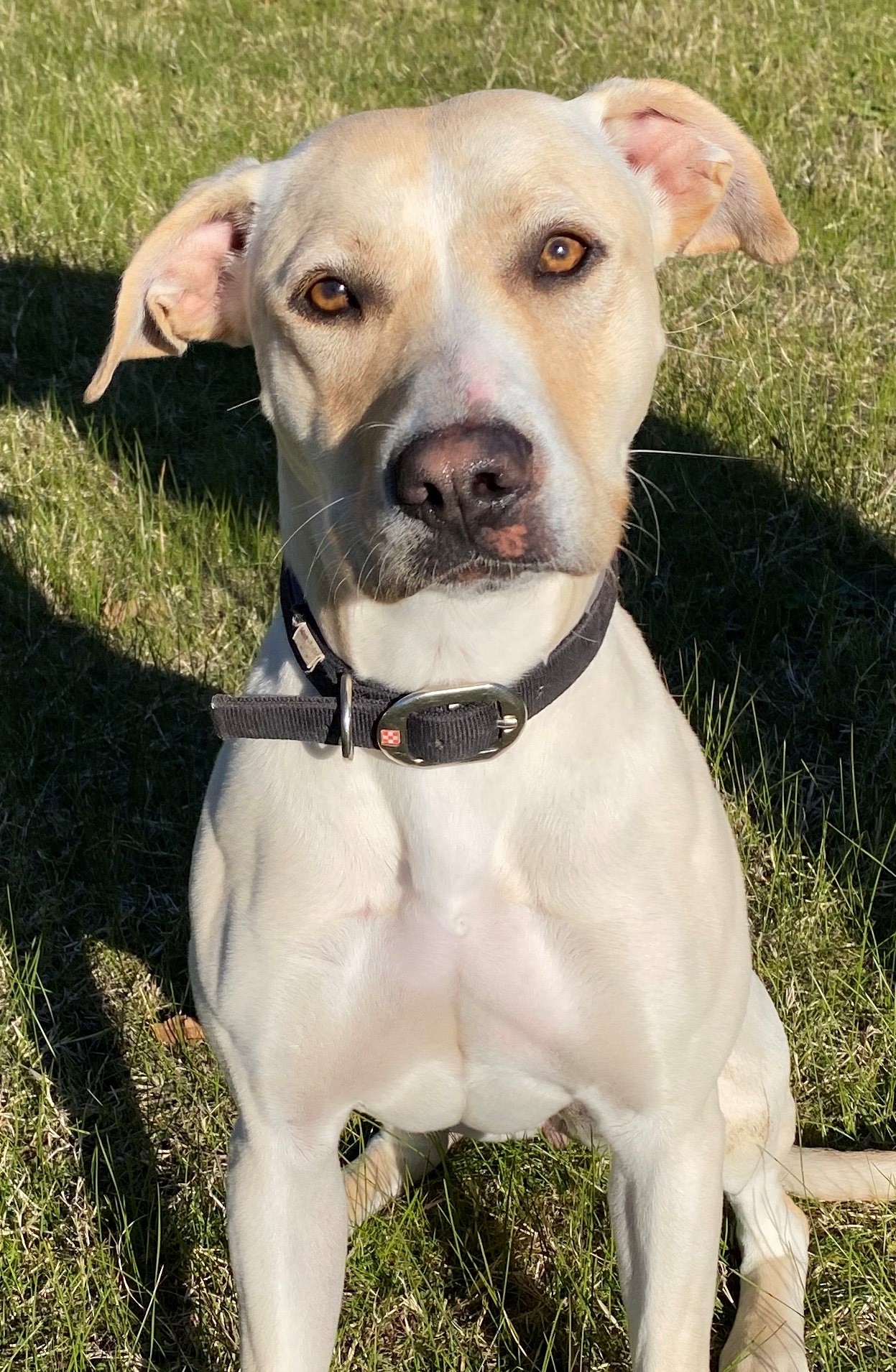 Roxy - Large Female Bull Arab Mix Dog in VIC - PetRescue