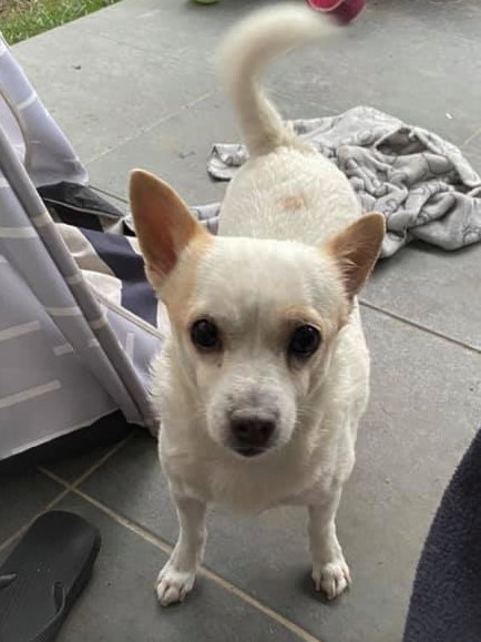 Occy - Small Male Chihuahua Dog in QLD - PetRescue