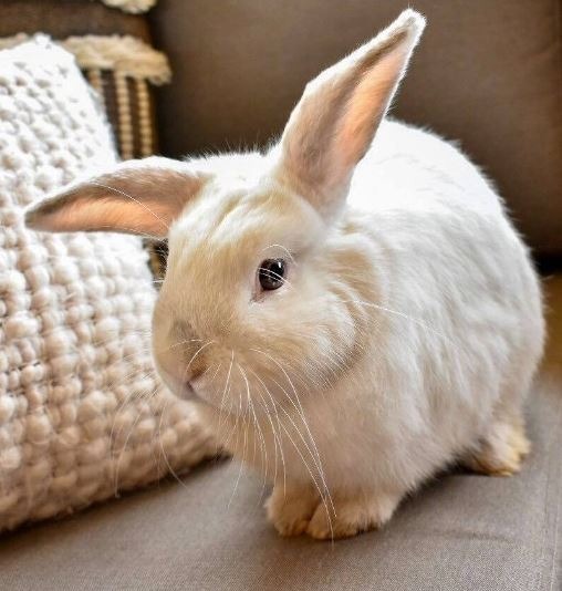 Coco - Male Bunny Rabbit in WA - PetRescue