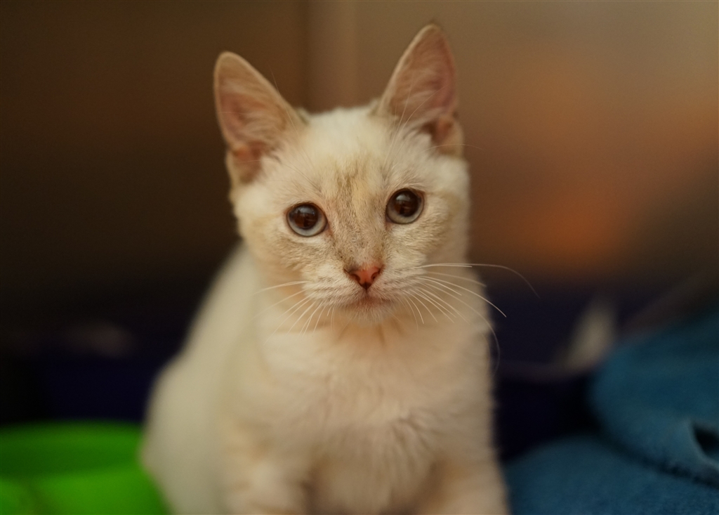 Lucy - Female Layanese Mix Cat in QLD - PetRescue