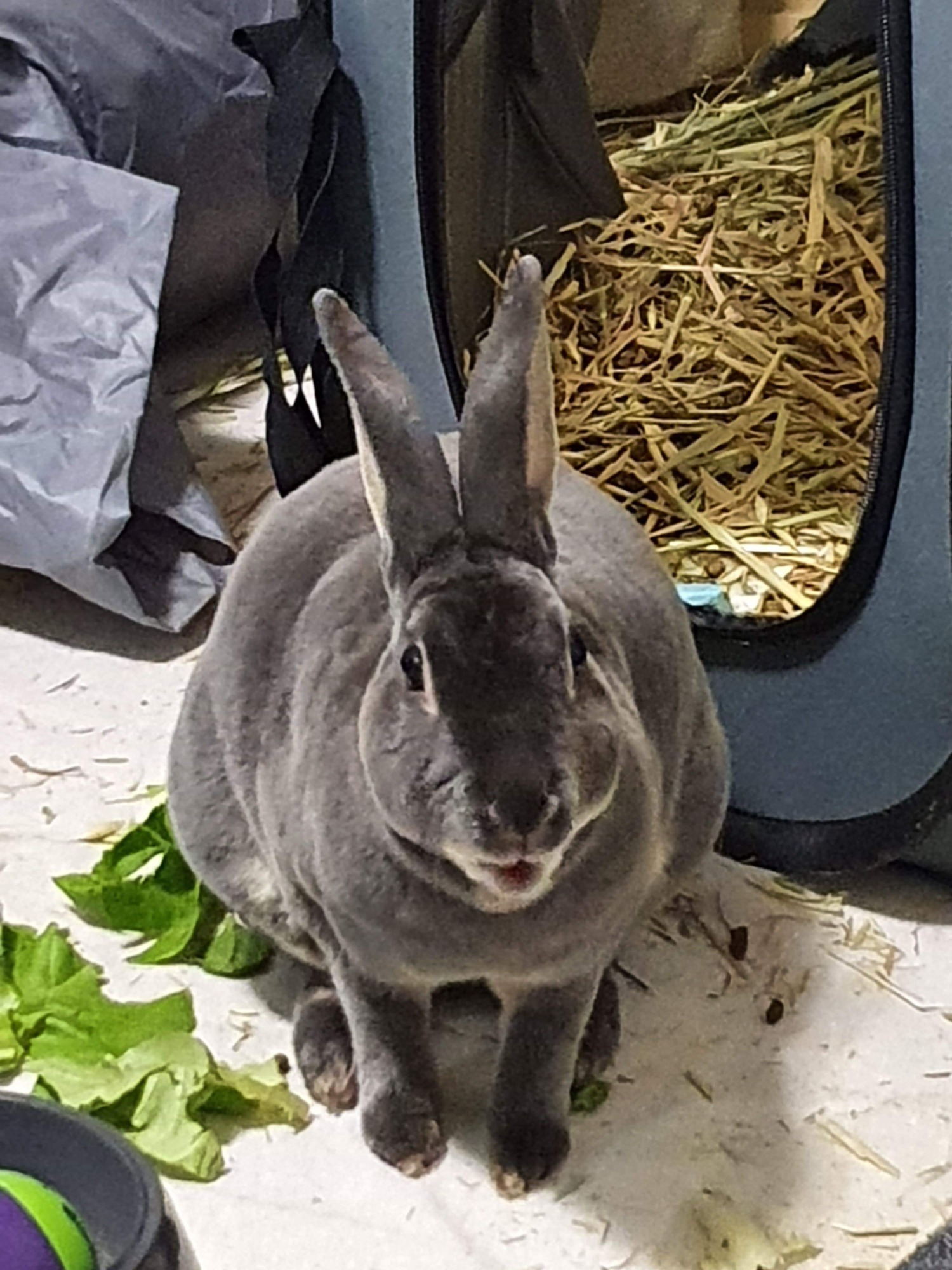 Bluebelle - Female Rex Rabbit in WA - PetRescue