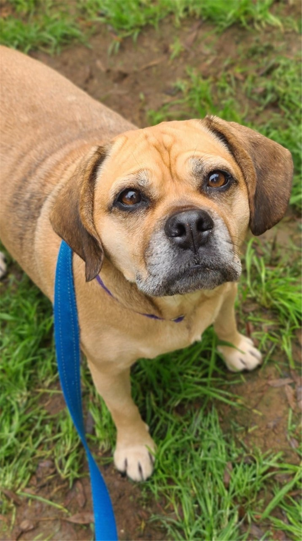 Peaches - Small Female Beagle x Pug Mix Dog in NSW - PetRescue