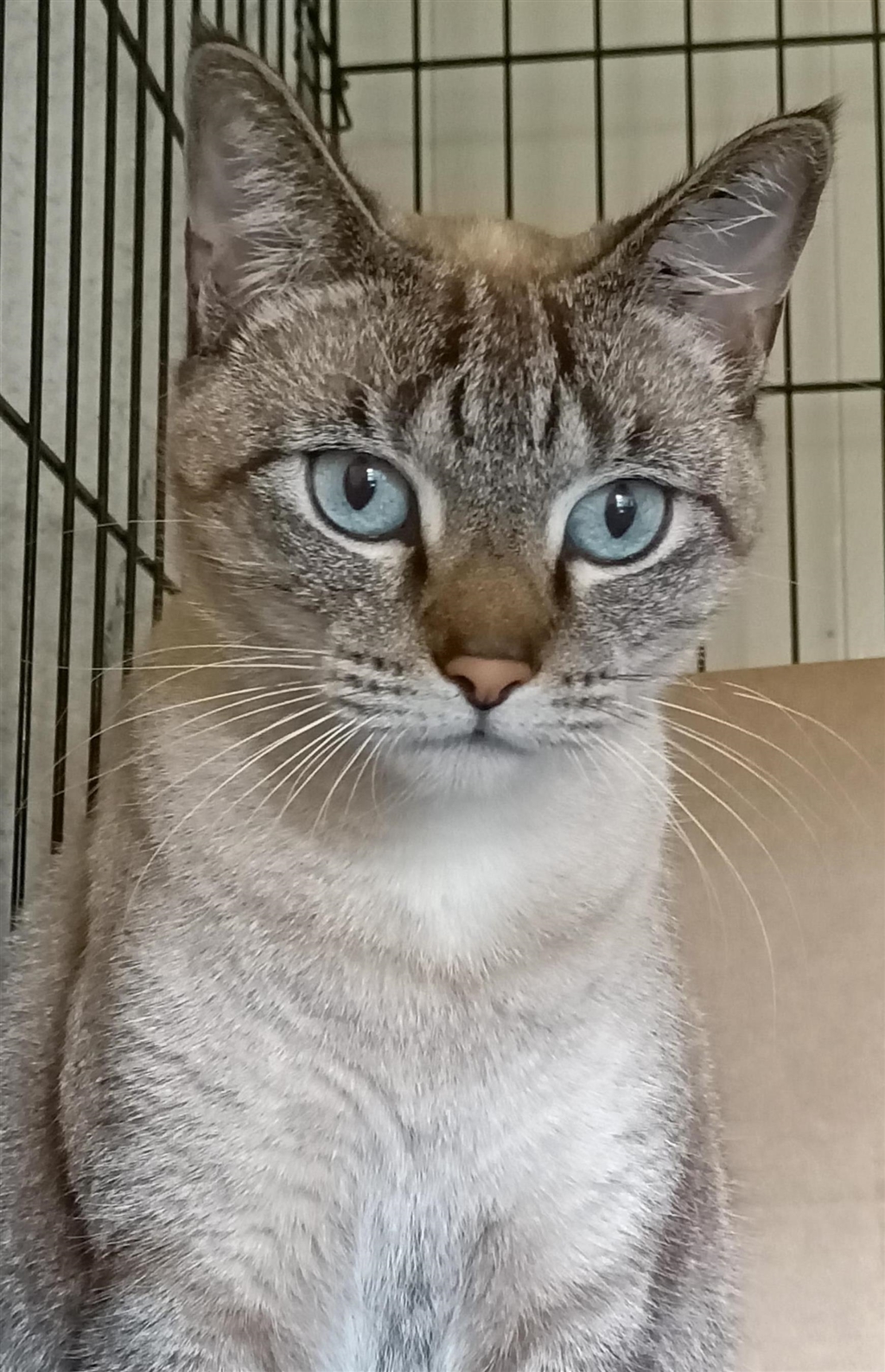 Siam - Female Layanese Mix Cat in QLD - PetRescue