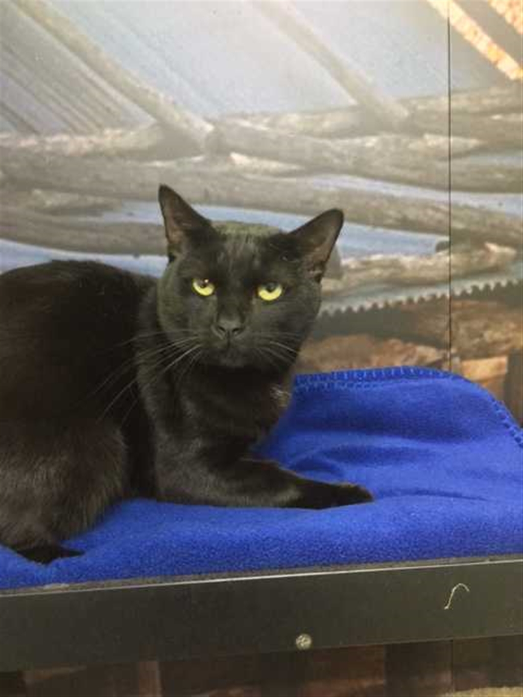 Little One - Male Bombay Mix Cat in QLD - PetRescue