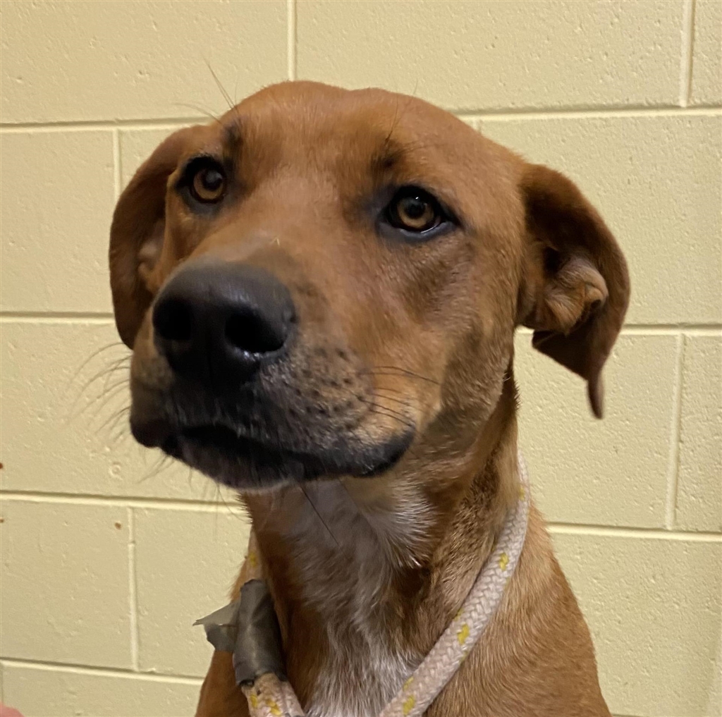 Morgan - Medium Male Rhodesian Ridgeback Mix Dog in QLD - PetRescue