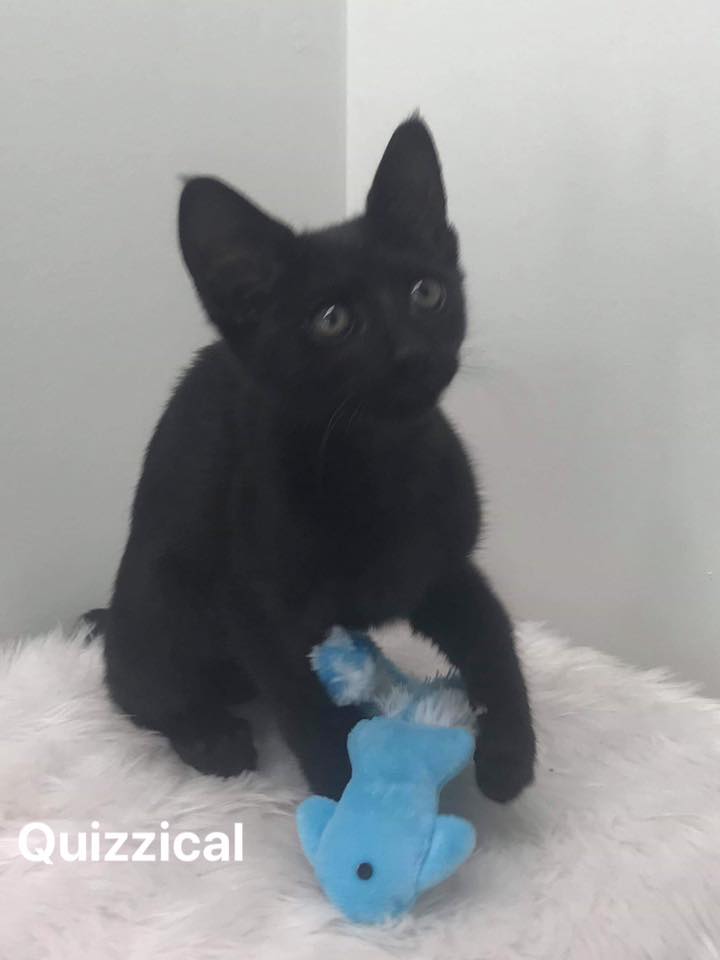 Quizzical - Male Domestic Short Hair Cat in QLD - PetRescue