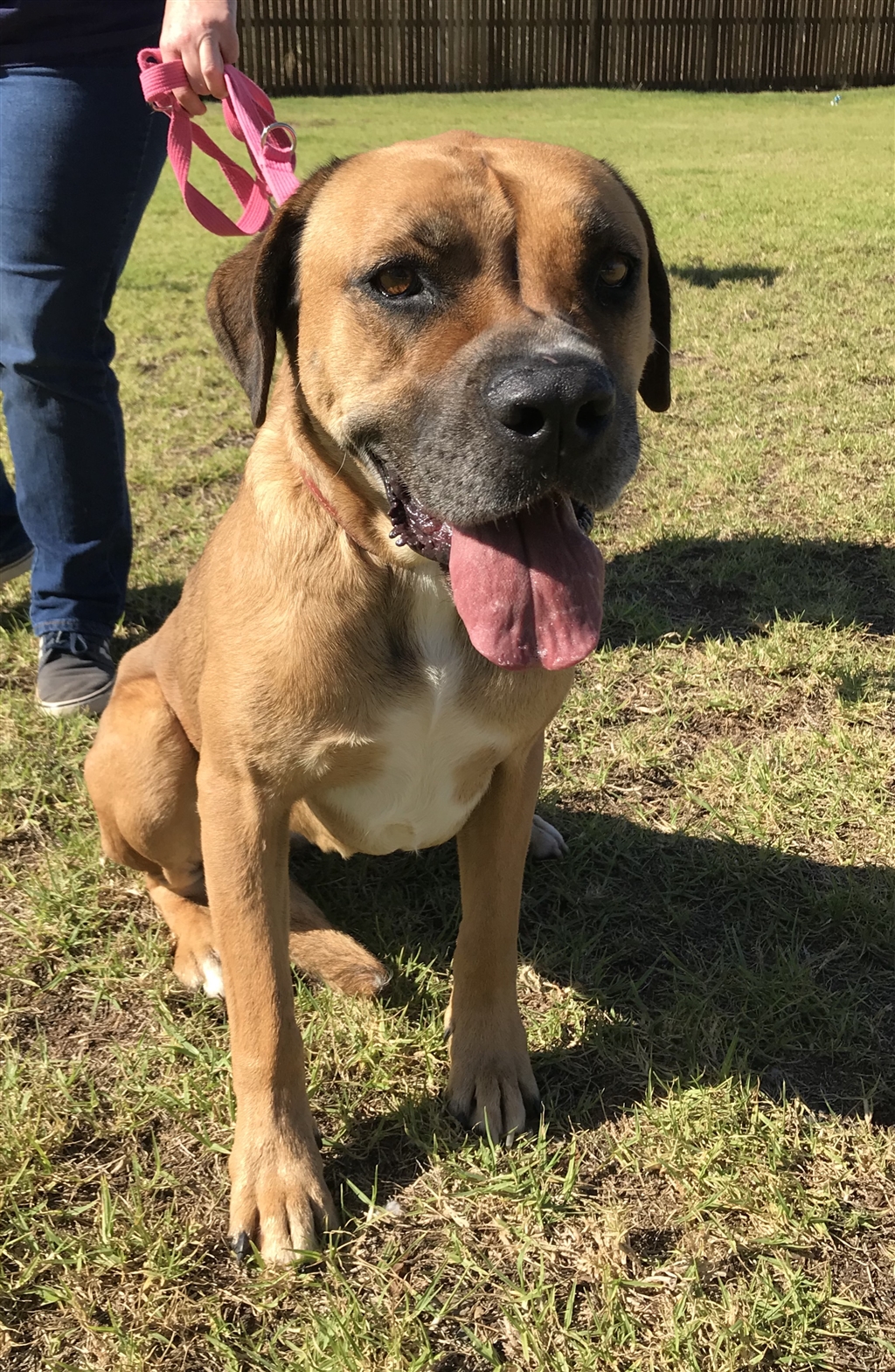 Cashmere - Large Female Rhodesian Ridgeback x Rottweiler Mix Dog in QLD ...