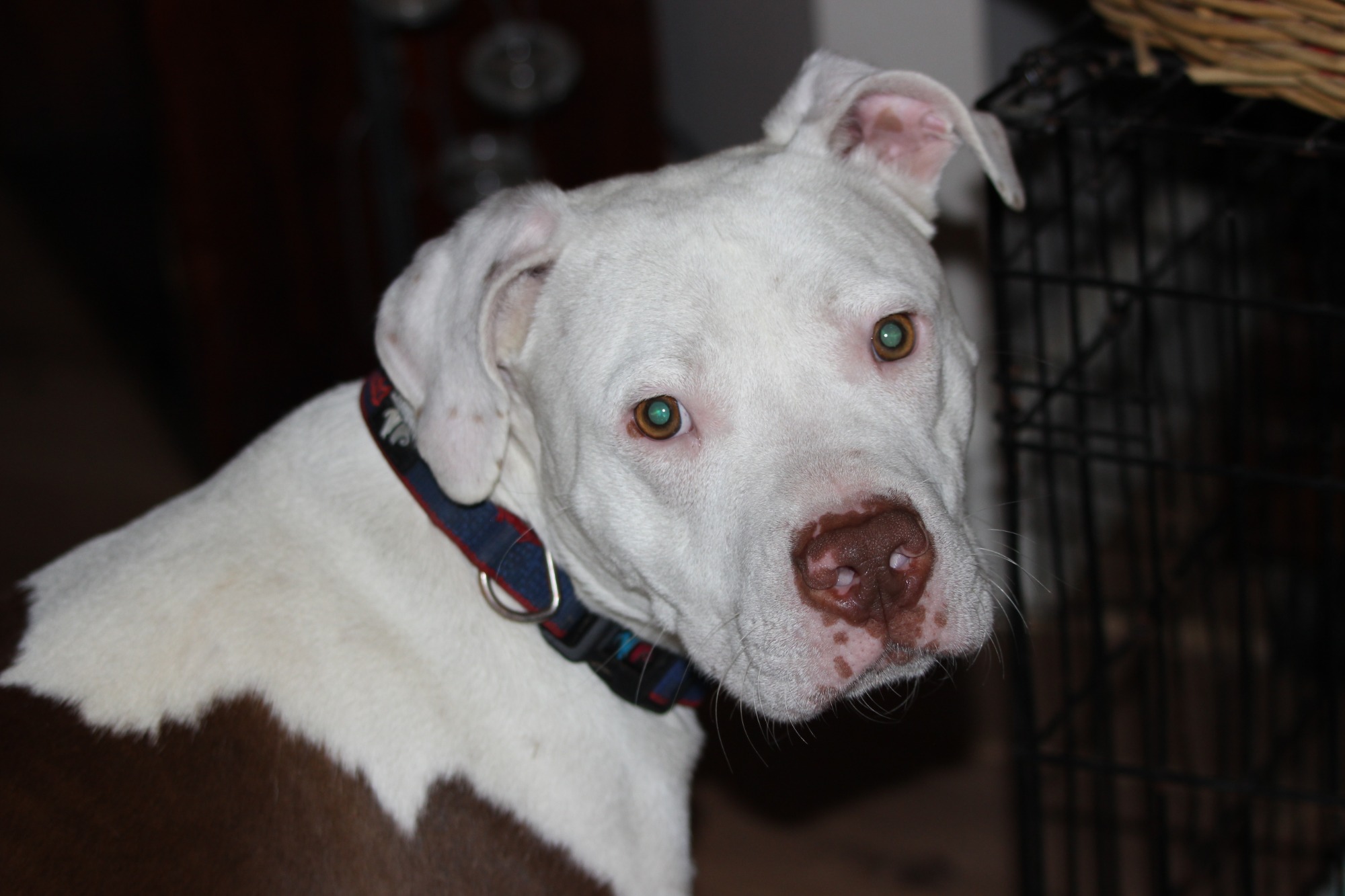 champ - Medium Male Amstaff Mix Dog in VIC - PetRescue