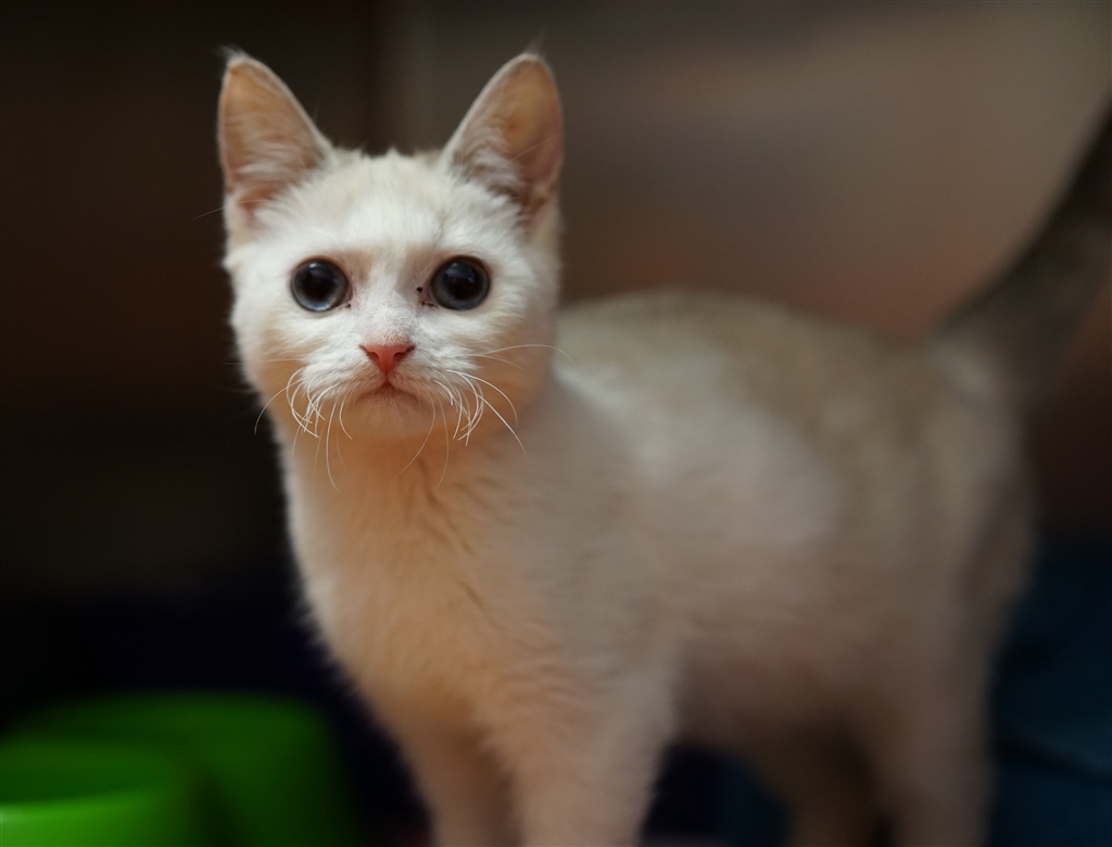 Phoebe - Female Layanese Mix Cat in QLD - PetRescue