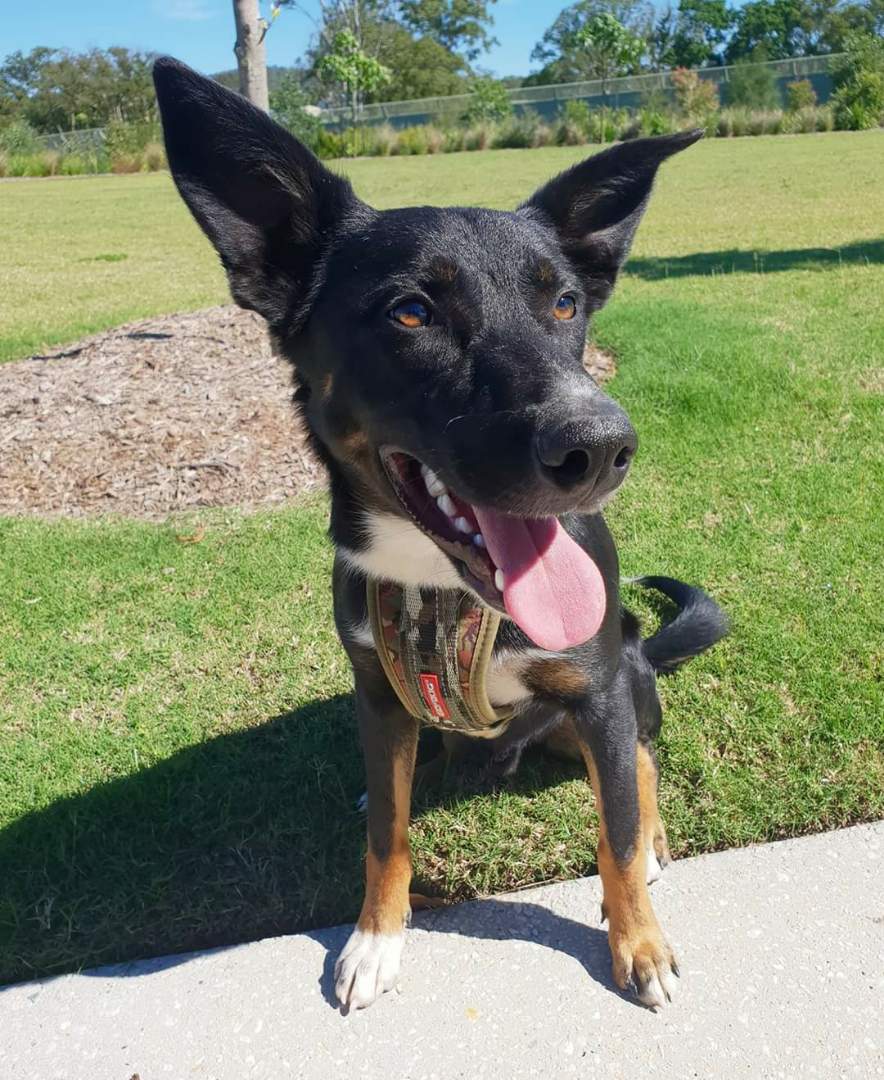 Shadow - Medium Male Kelpie Mix Dog in QLD - PetRescue